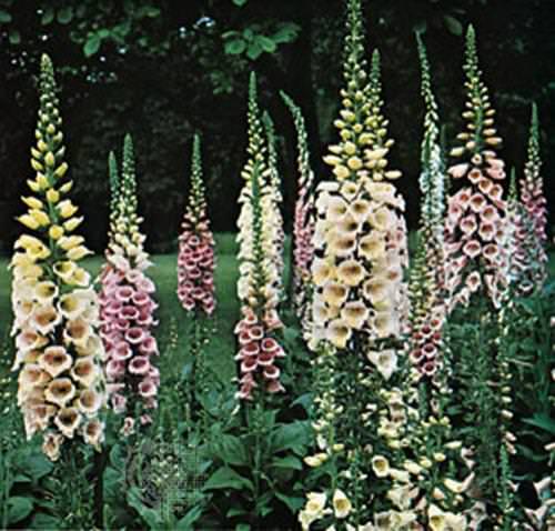 Препараты наперстянки