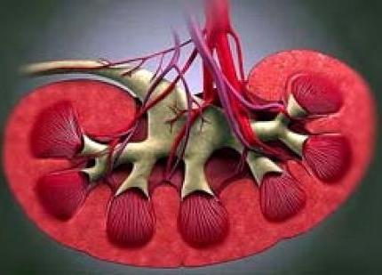 Абсцесс и карбункул почки